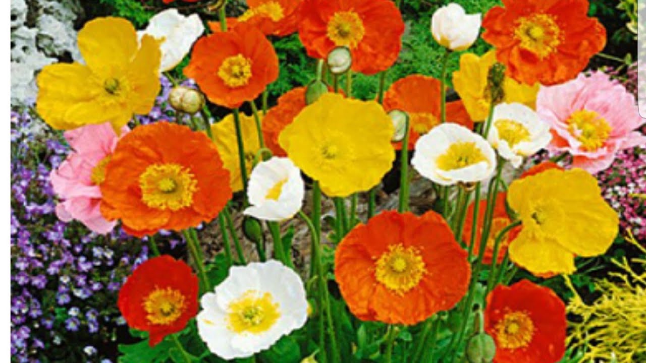 How to grow and care poppy flower plant winter flower plant - YouTube