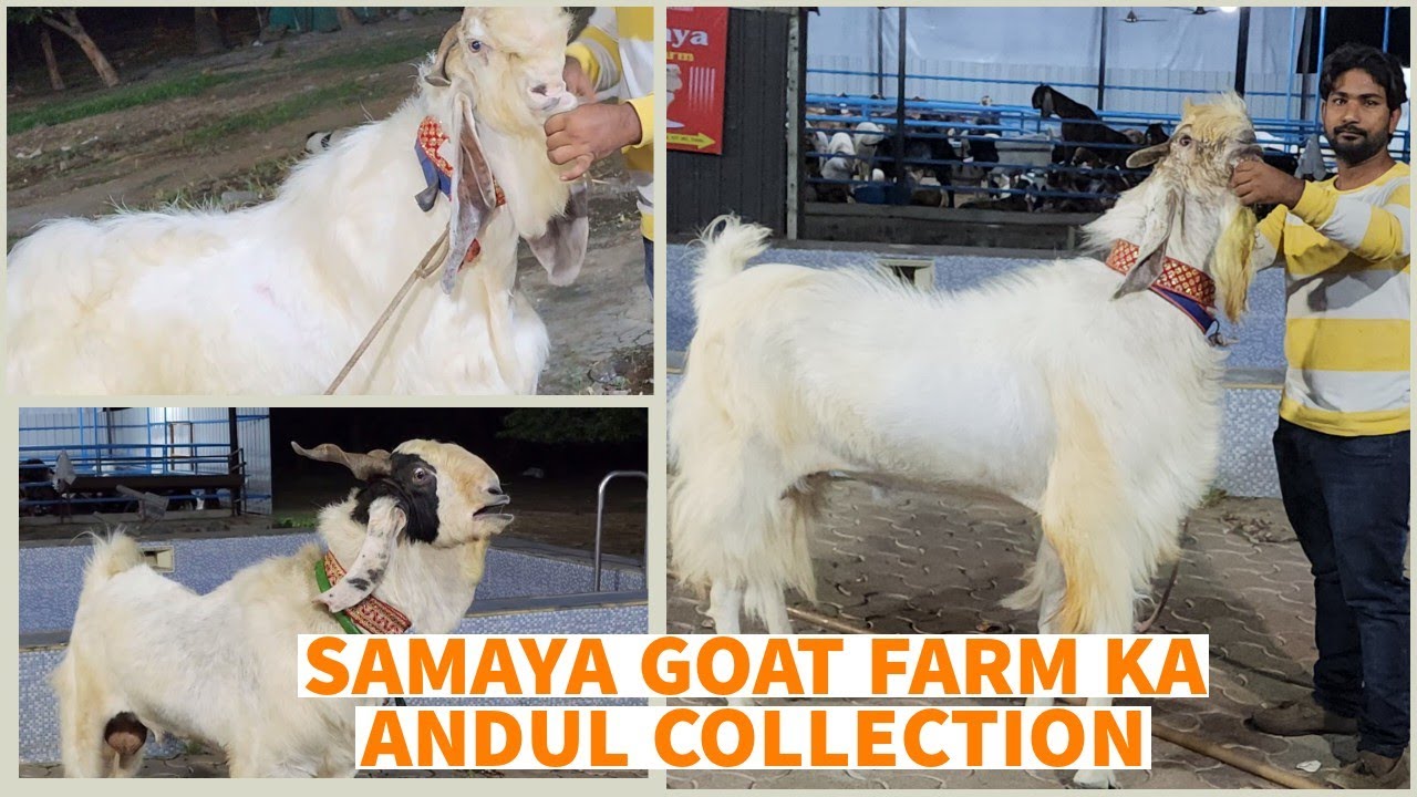 Samaya Goat Farm K Shandar Pale Huwe Bakre Top Quality Jamnapari, Sojat ...