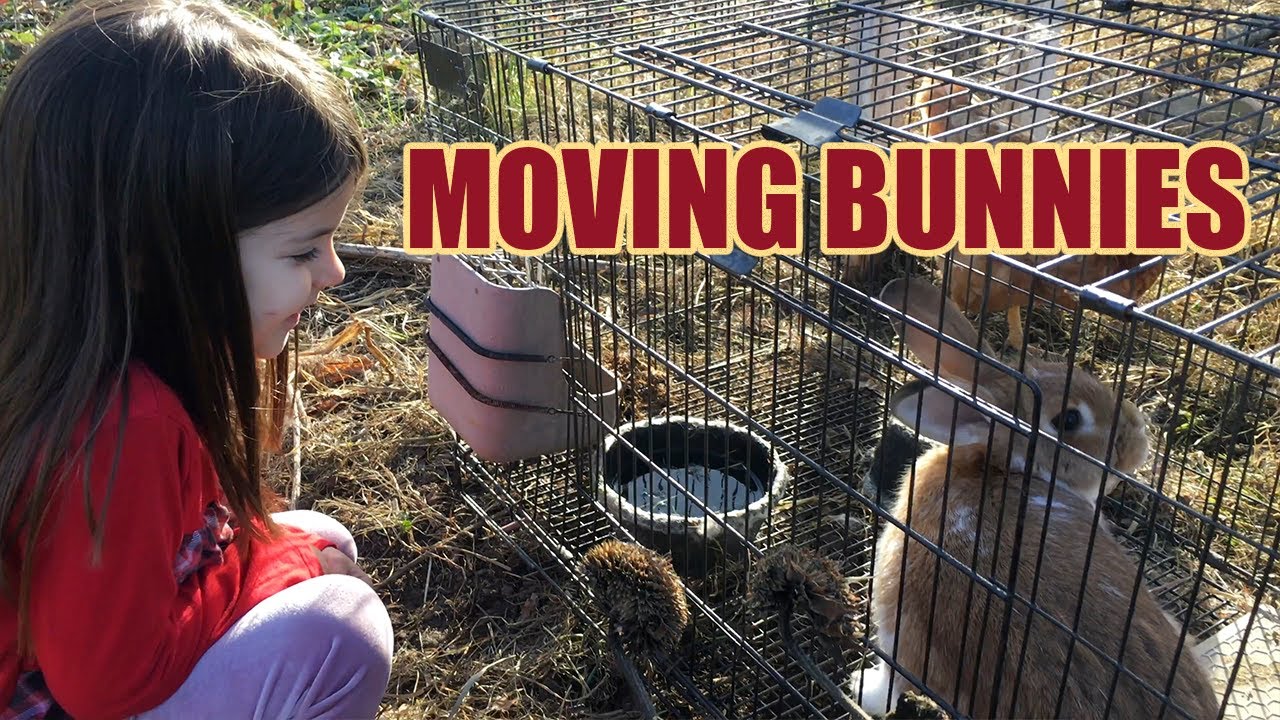 Adding rabbits to the garden with kids! We are moving our bunnies for ...