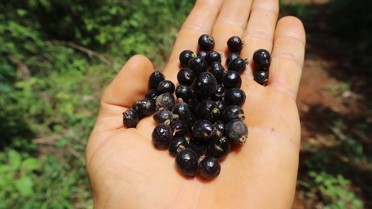 EP.69 La MURTA (Myrcia Splendens) -- Otra baya silvestre comestible de ...