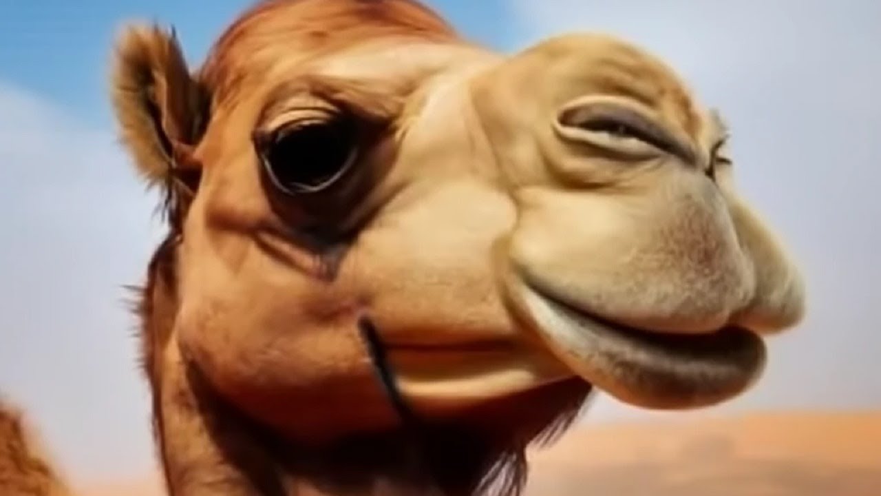 Ugly Camel Face 🐪 Pictures - YouTube