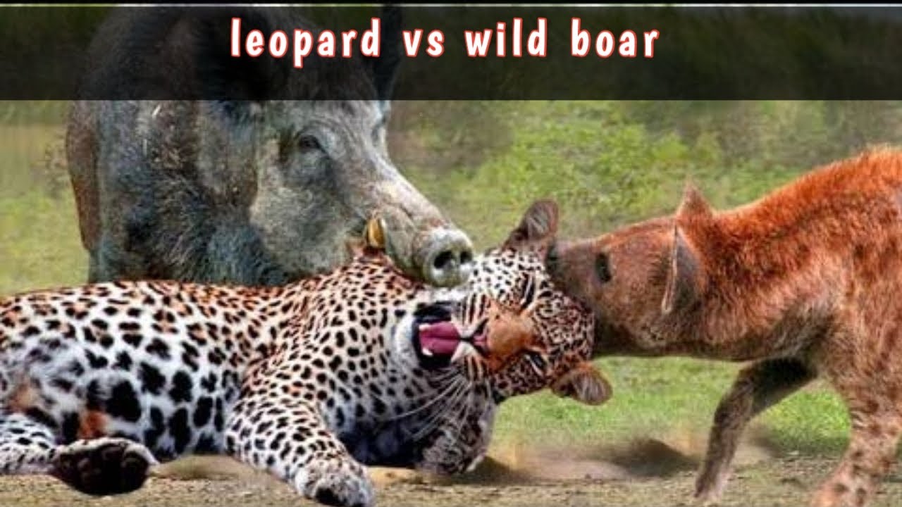 leopard vs wild boar - YouTube
