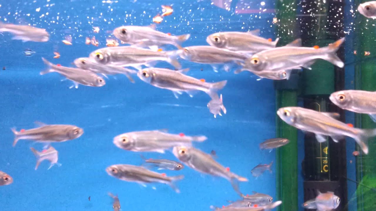 Micralestes occidentalis bij Aquarium Speciaalzaak Utaka - YouTube