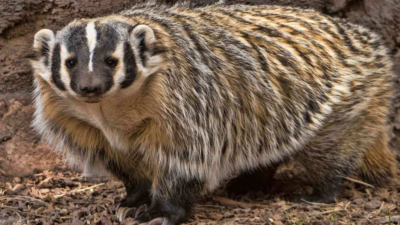 The Enigmatic American Badger: A Key Player in North American ...