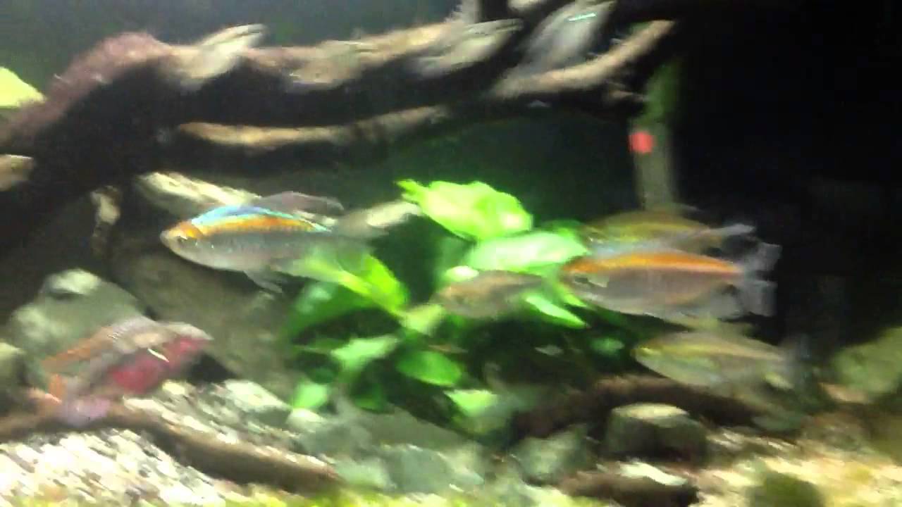 African Biotope Aquarium - feeding signal - YouTube