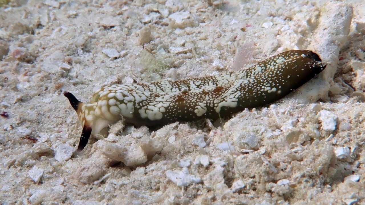 🤿 Snorkeling Raja Ampat 🤿. Pulau Prifat. Tamaku Homestay Housereef ...
