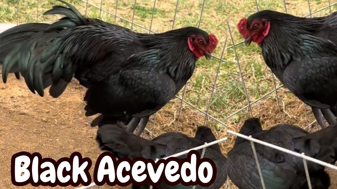 Beautiful Black Birds Breeding Pens - Juan Acevedo Farm - YouTube