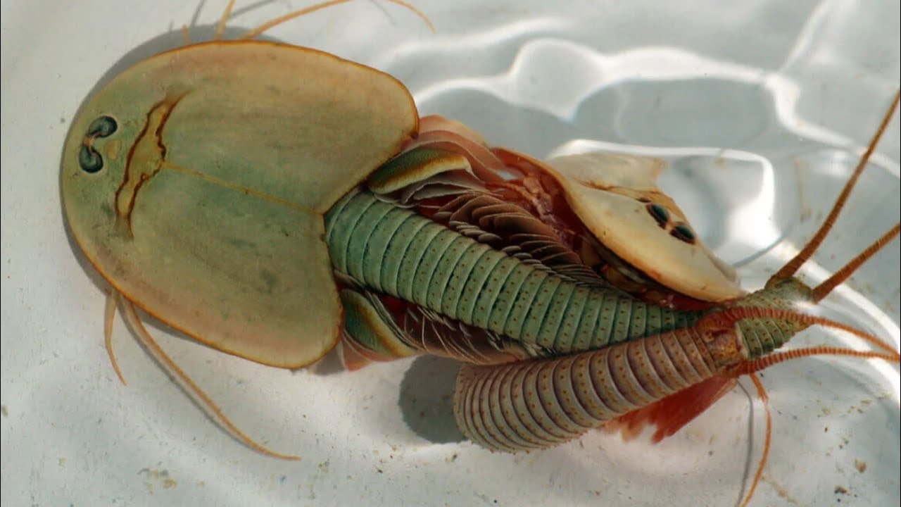 Dinosaur Shrimp - Animal of the Week - YouTube