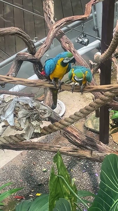 Playing Macaws - YouTube