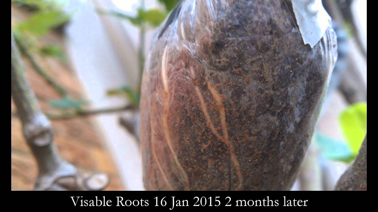 Air layering of Roses - YouTube