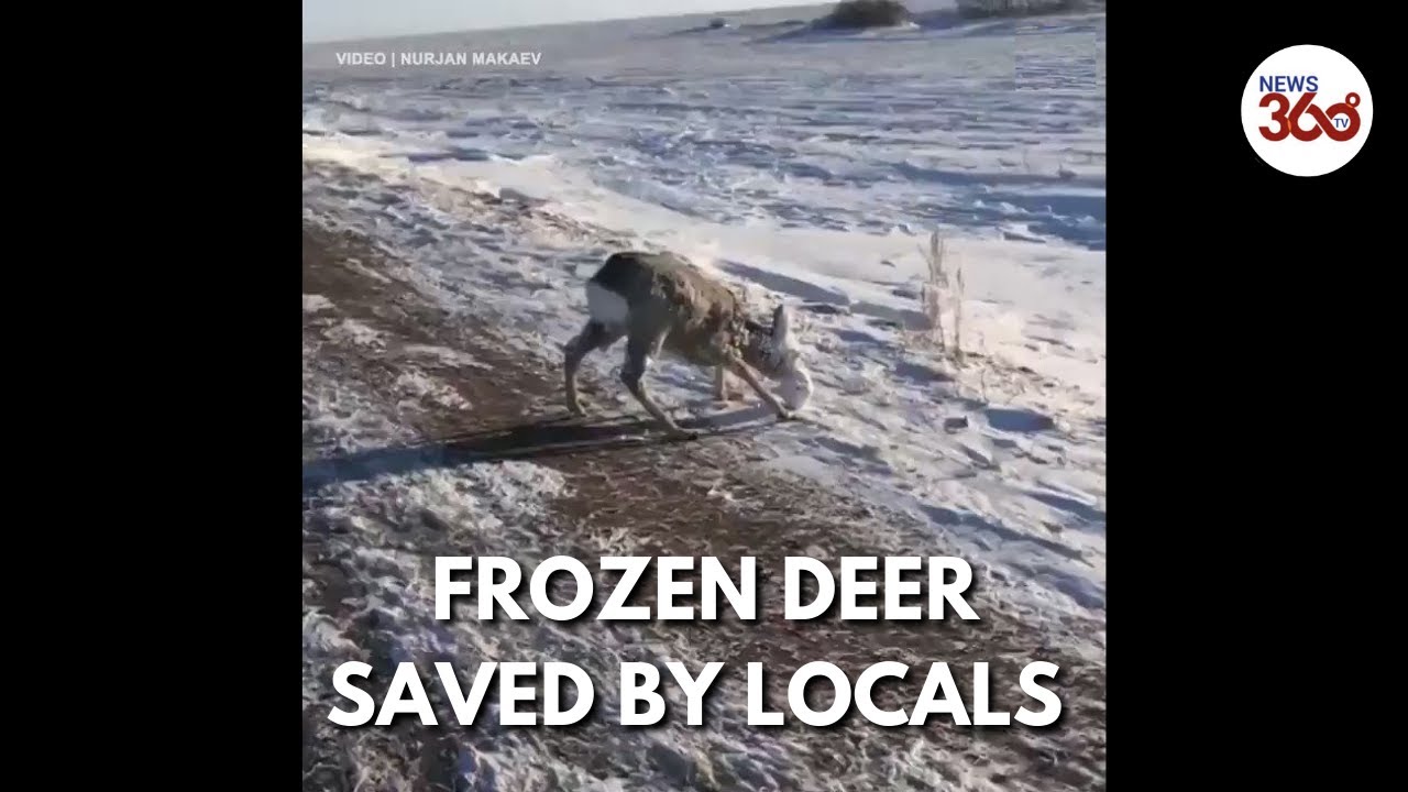 Frozen deer saved by locals in Kazakhstan- News 360 Tv - YouTube