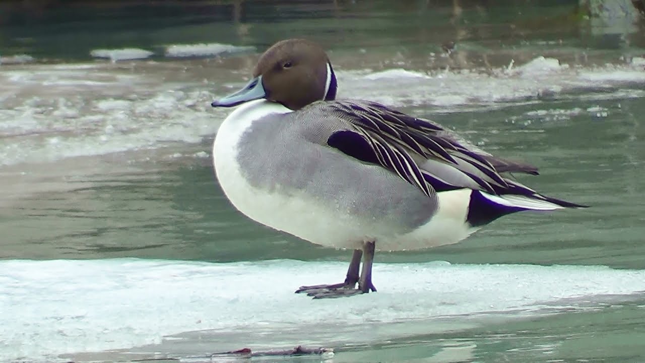 Northern Pintail Duck Chillin' - YouTube