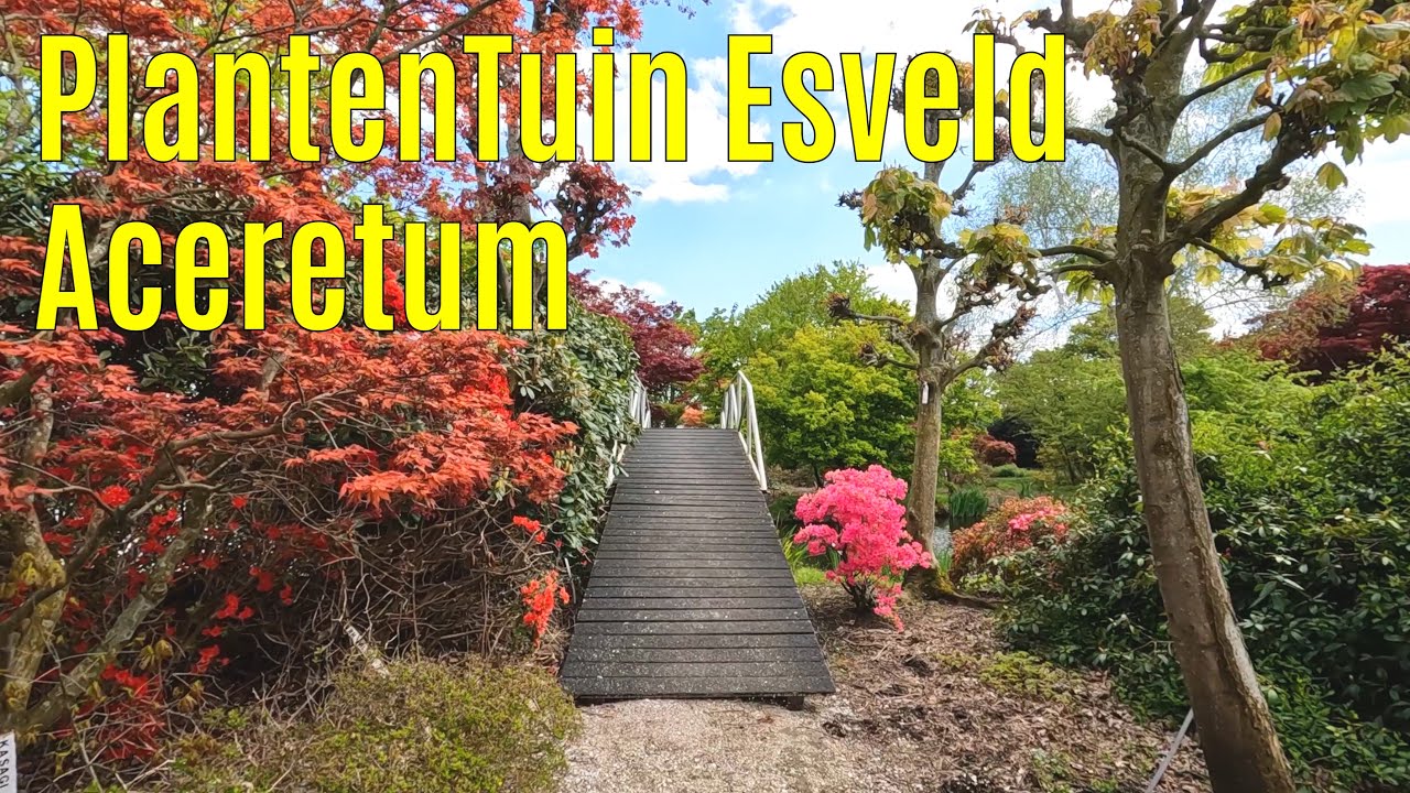 PlantenTuin Esveld Aceretum 2023-05 part 2 - YouTube