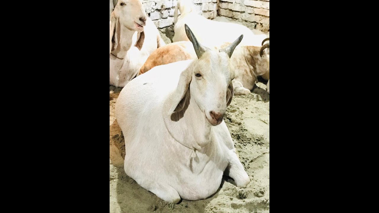 Best Heavy Goat || U P GOAT FARM || 2020 || LUCKNOW - YouTube