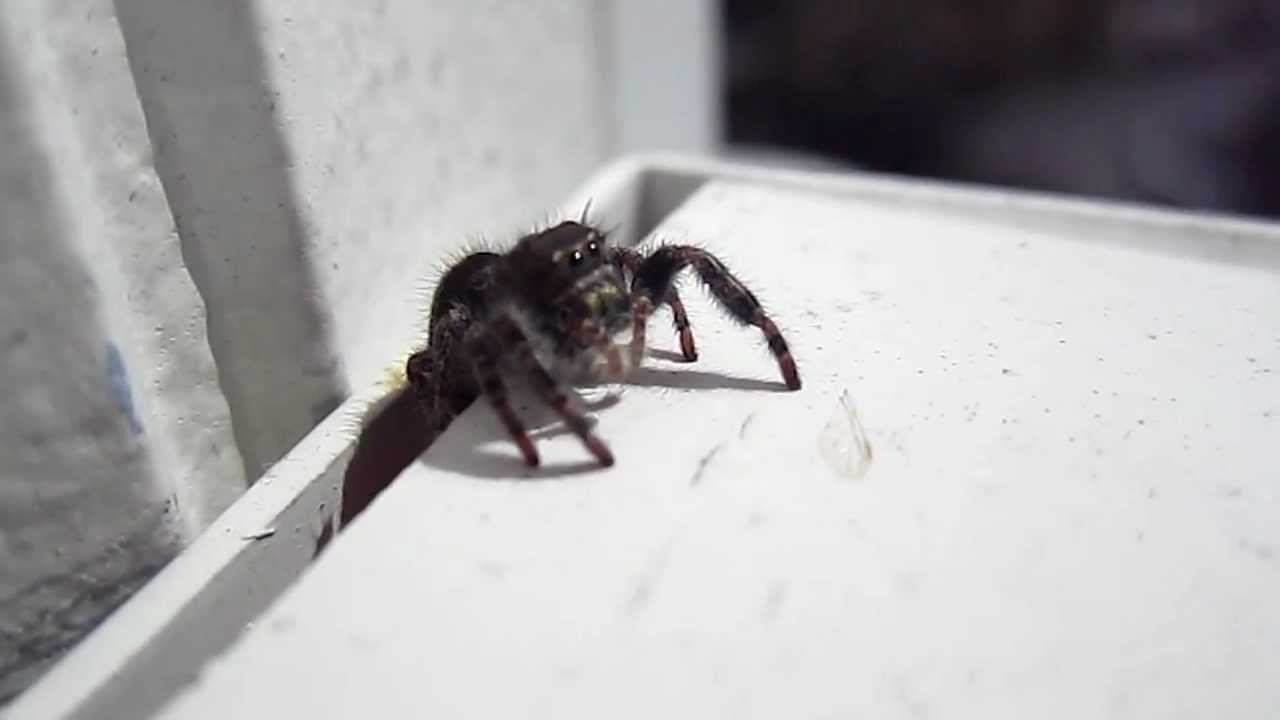The Curious Little Jumping Spider - YouTube