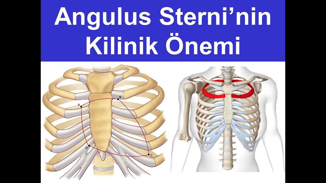 Angulus Sterni ve Kilinik Önemi Yüksel AYDAR - YouTube