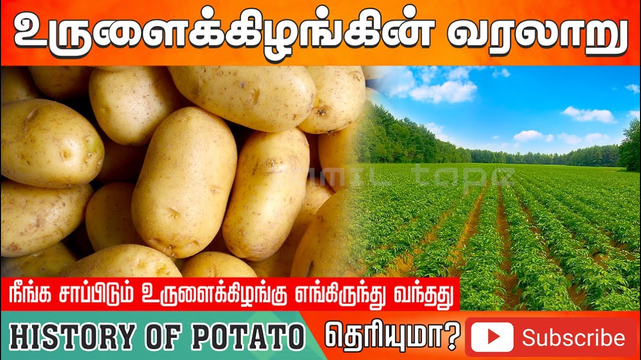 HISTORY 0F POTATO # potato in tamil # potato # history of potato ...