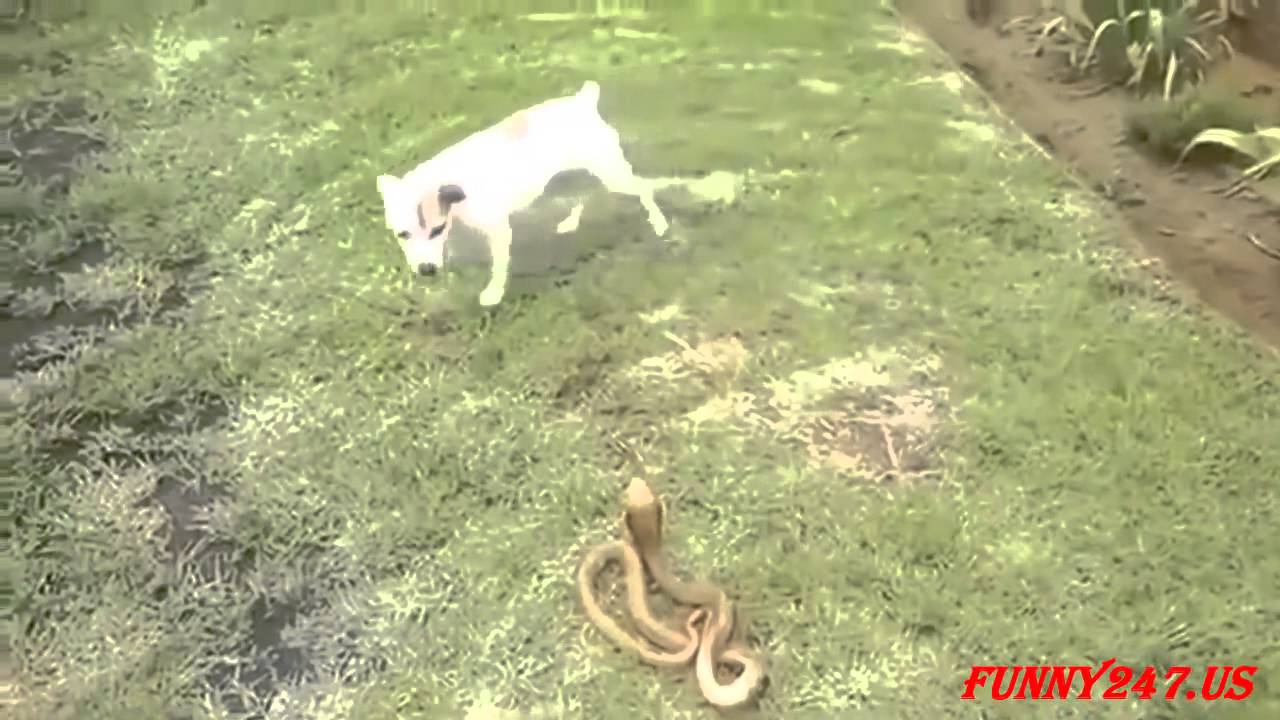 Dog Vs Snakes Compilation 2015 - YouTube