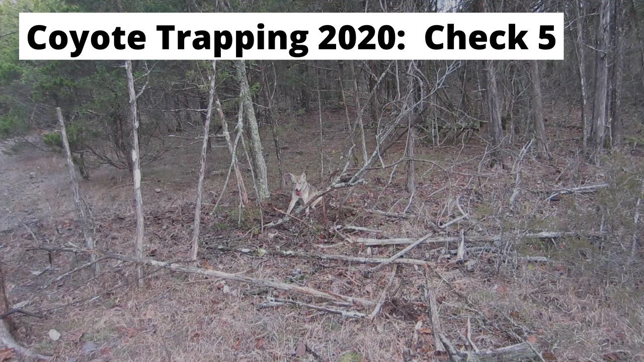 Coyote Trapping 2020: Check 5 - YouTube