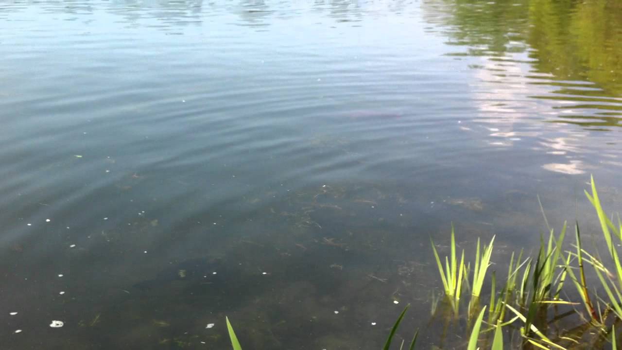 Carp spawning in Green Lake. - YouTube