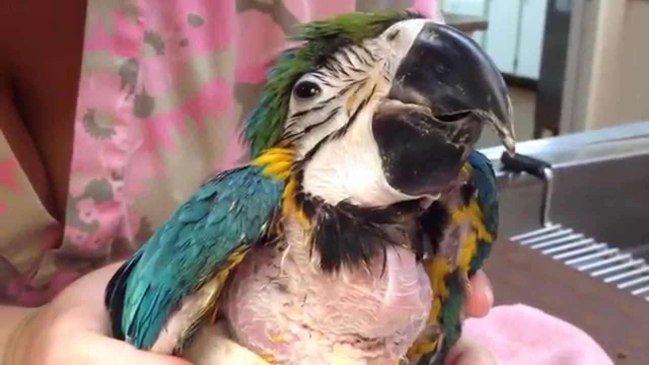 Baby macaw with sour crop and crop burn took two surgeries to repair ...