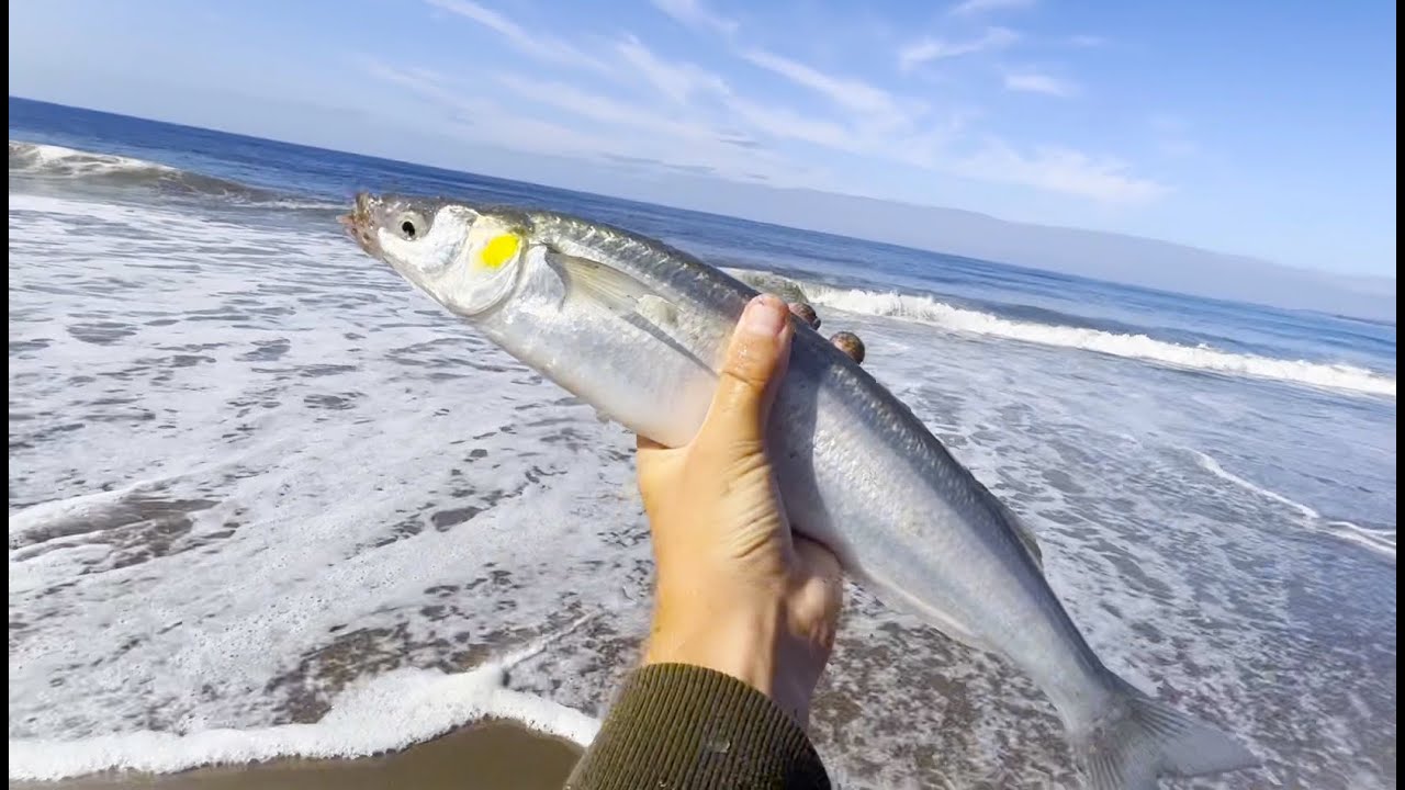 Jacksmelt and Surf Perch Fishing - Santa Cruz, CA - YouTube