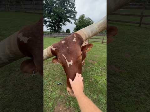 Why are Haus’ horns so big?!? #animals #coolanimals #animalfacts #learnaboutanimals