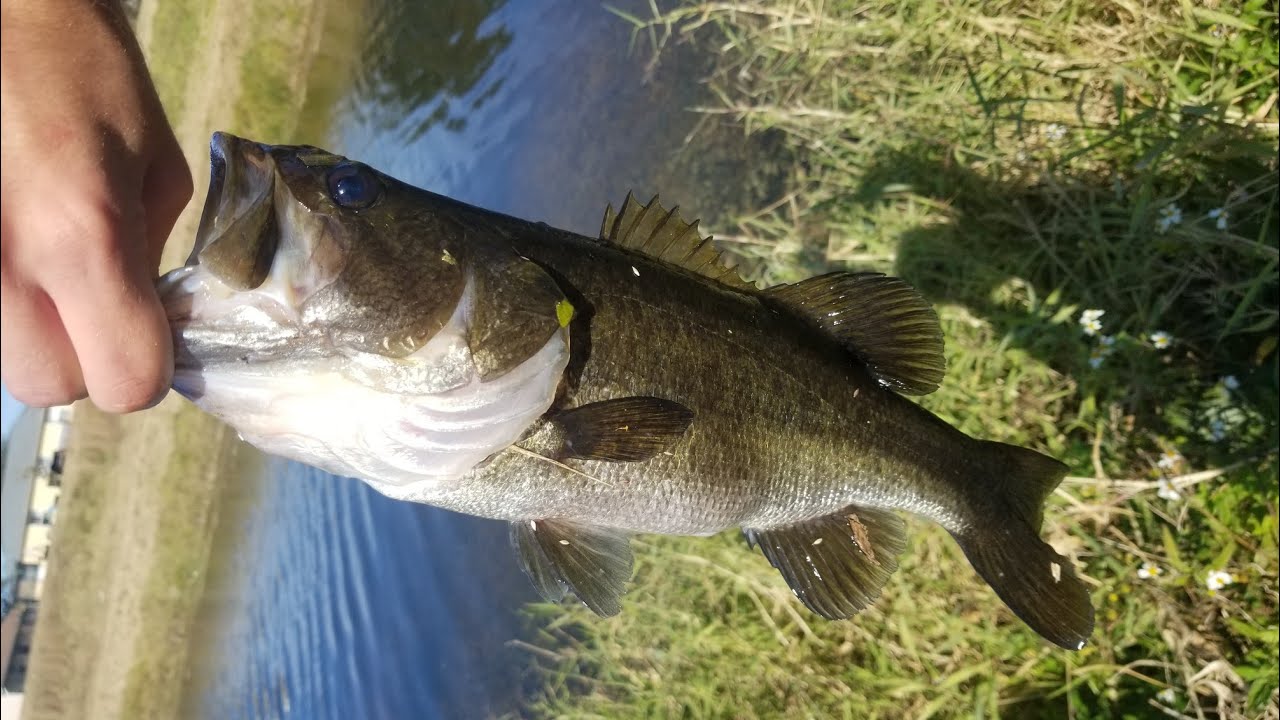 Bass fishing Florida canals - YouTube