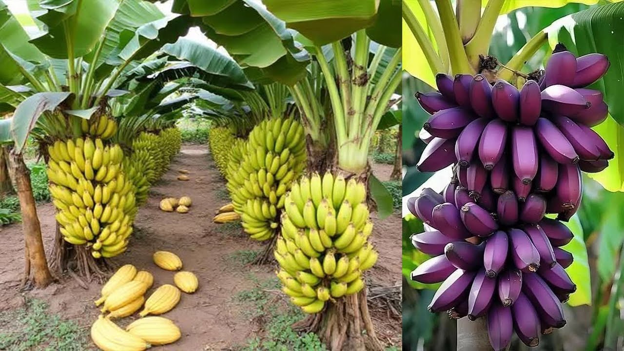 How to Sprout and Grow Banana tree Trees 5 Gardening Tips Banana ...