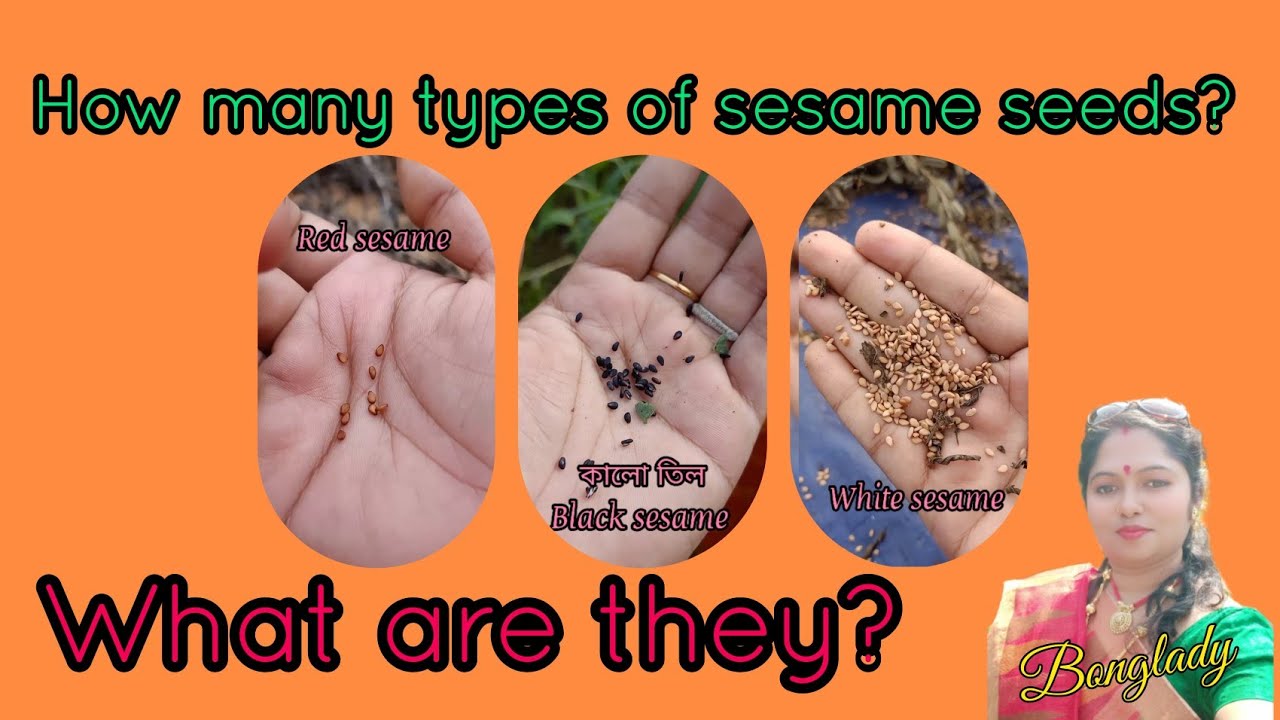 lndian village farmers life || sesame cultivation || Sesame seed ...