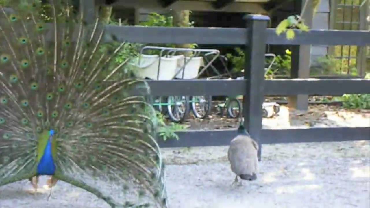 Free Roaming Peacocks - YouTube