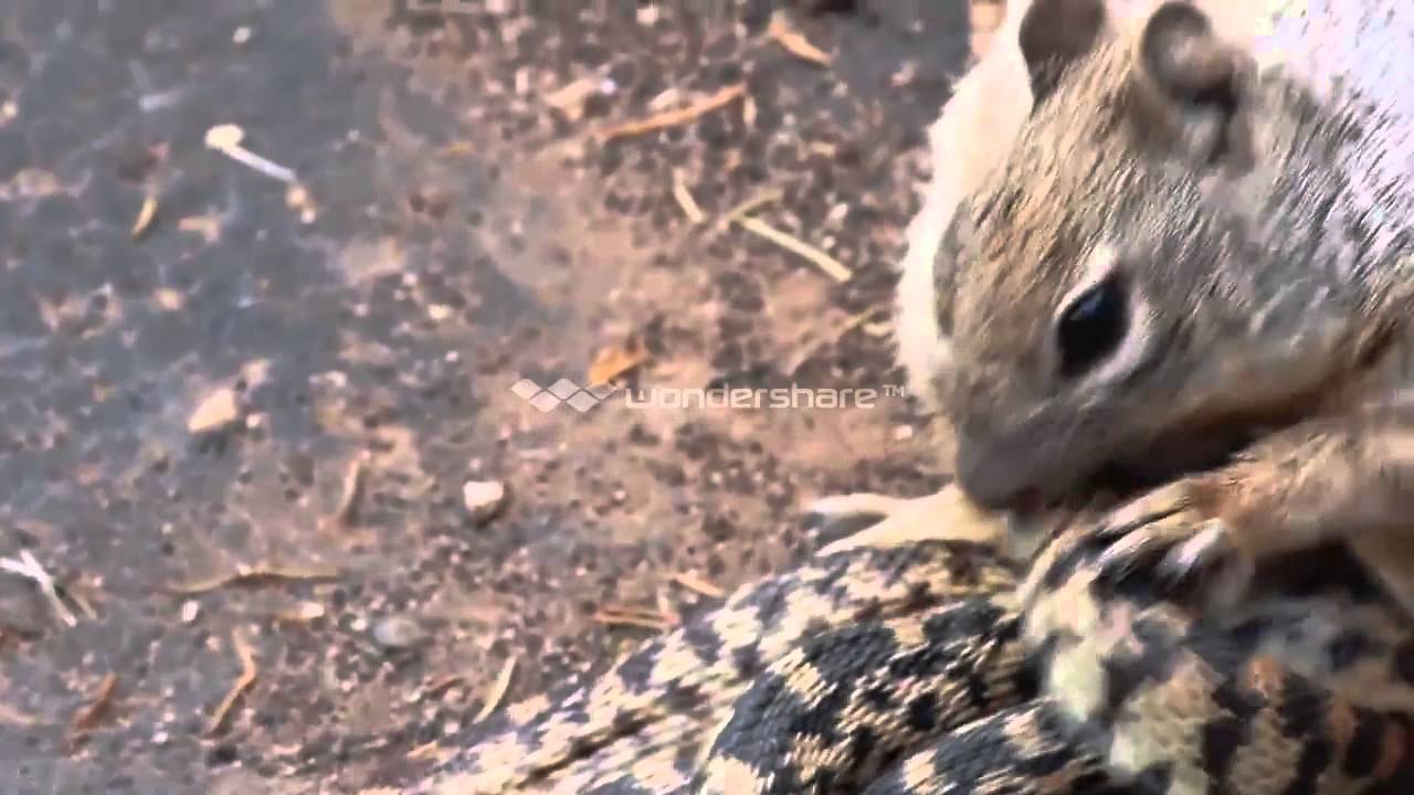 THE MOST RANDOM THING YOU WILL EVER SEE YouTube the-most-random-thing-you-will-ever-see-youtube