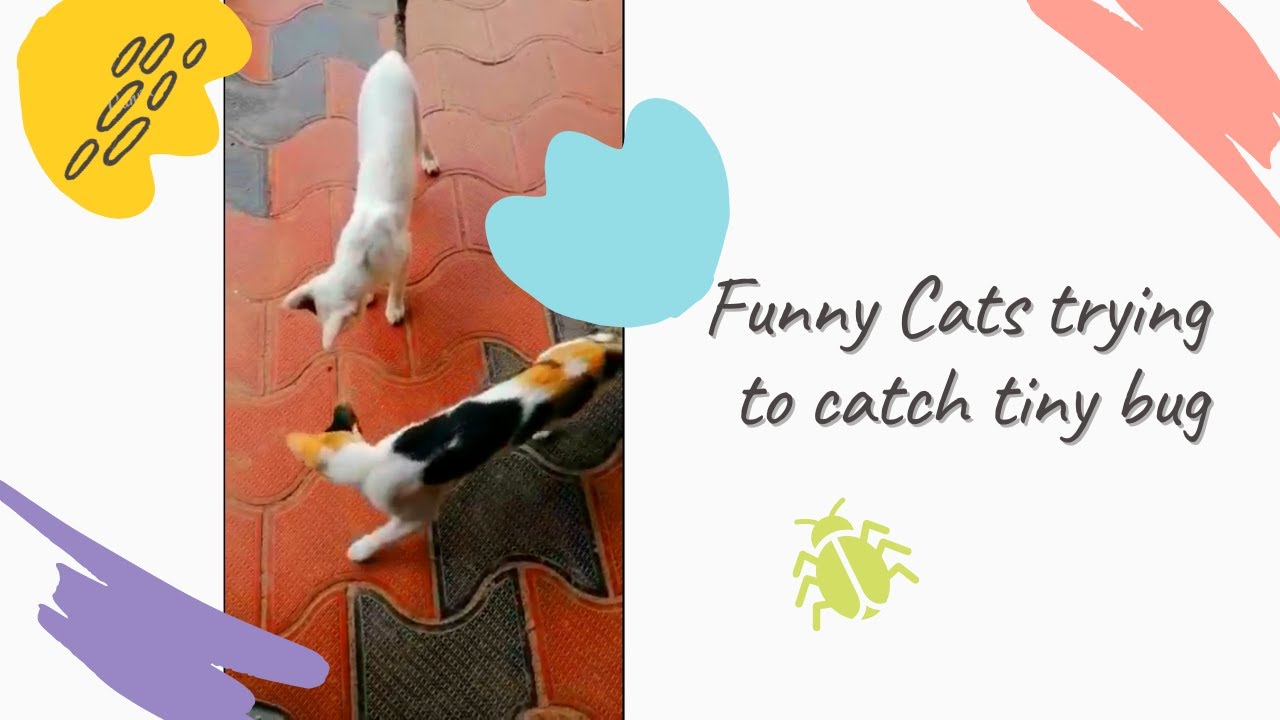Funny Cats trying to catch tiny bug | funny cat videos 2021 | cat ...