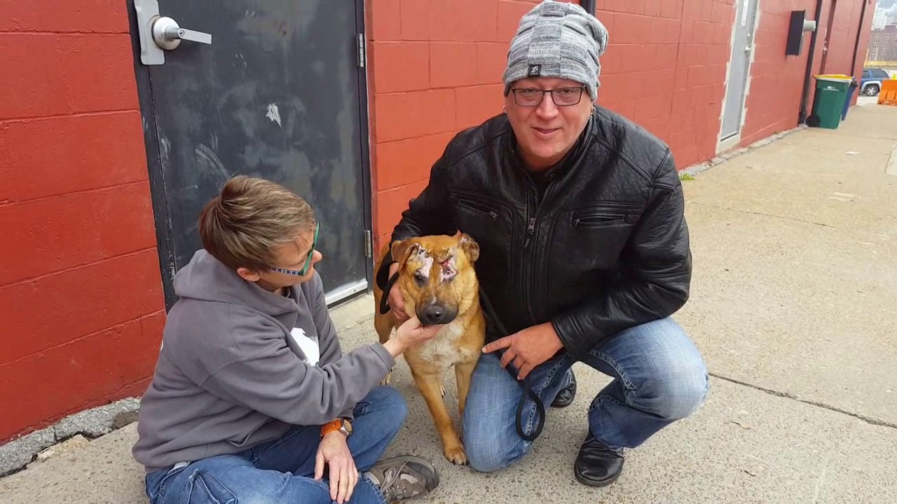 Update on Creed - Stray Rescue of St.Louis - YouTube