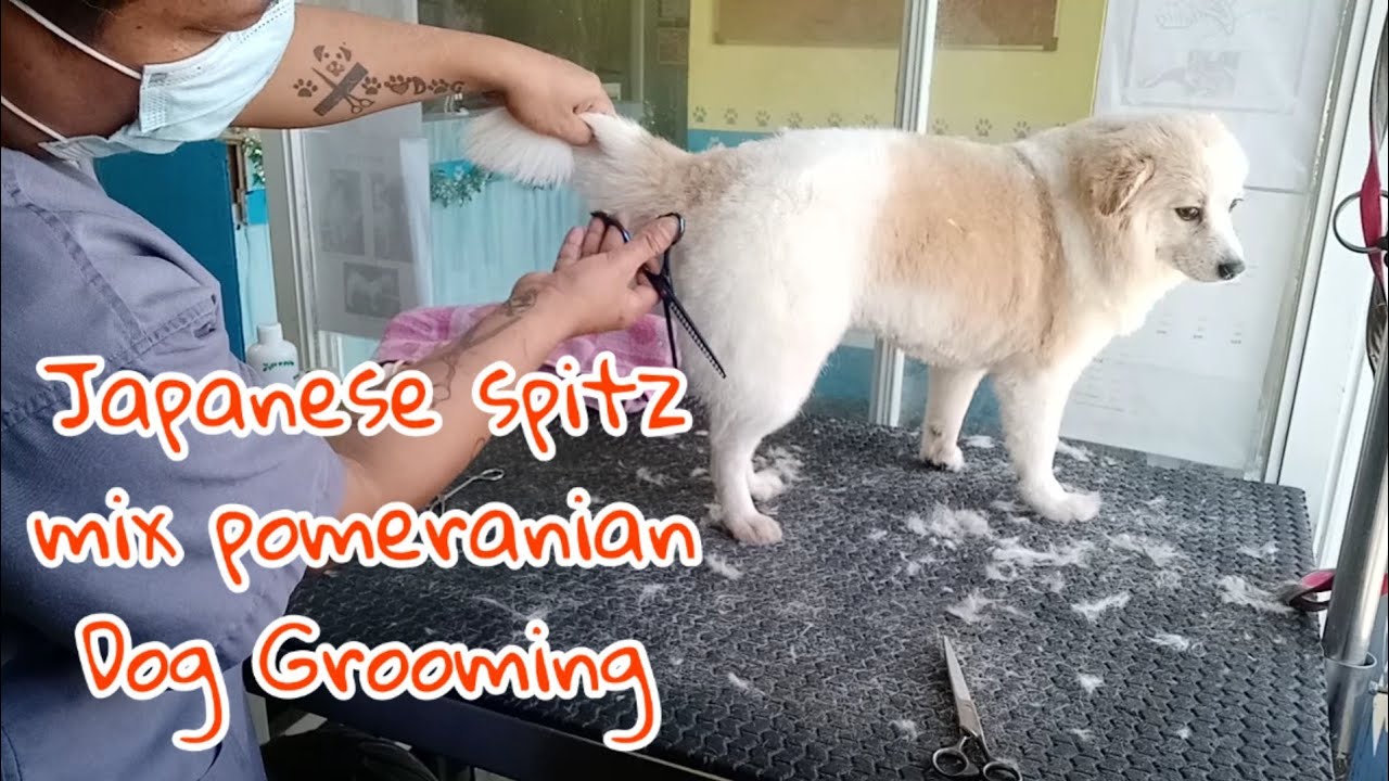 50/50 Japanese Spitz Pomeranian | Dog Grooming - YouTube
