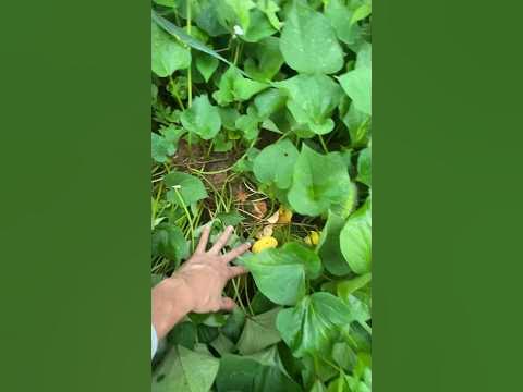 Java potato Next month can be harvested. #vegetablegardening # ...
