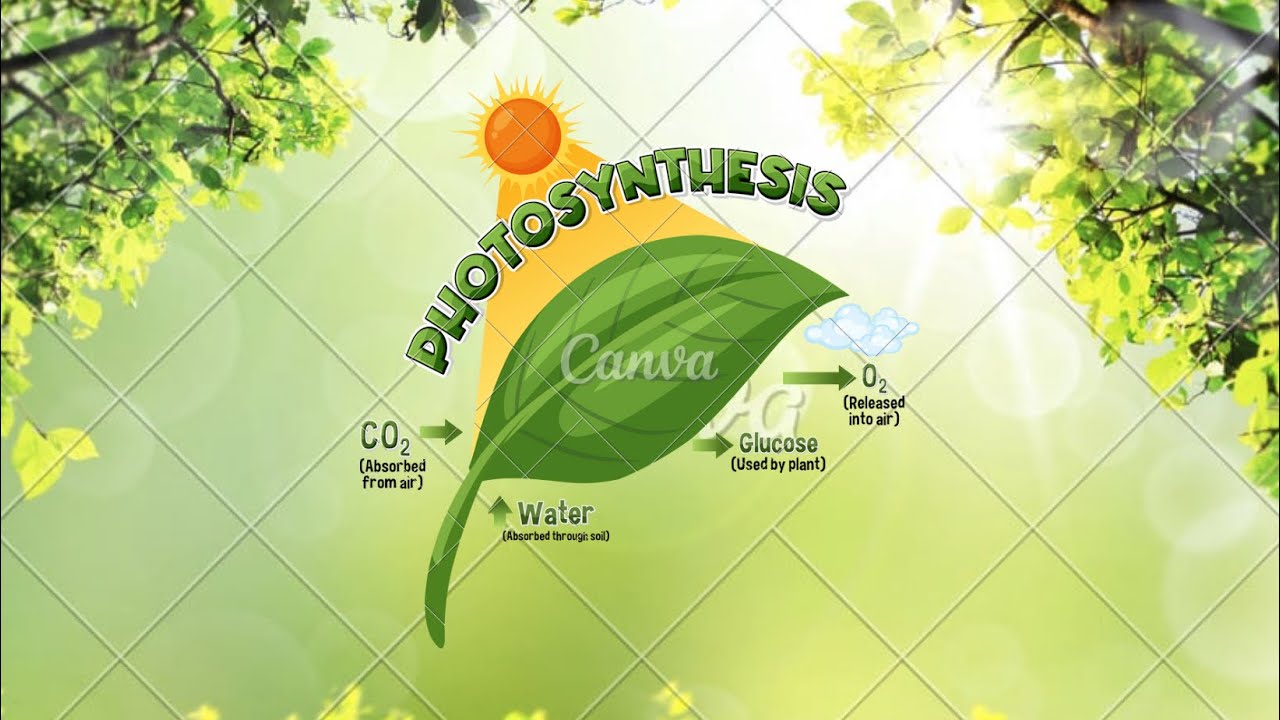 Process of the Photosynthesis 🏜️ | Wonderful Video for Kids ☺️ | - YouTube