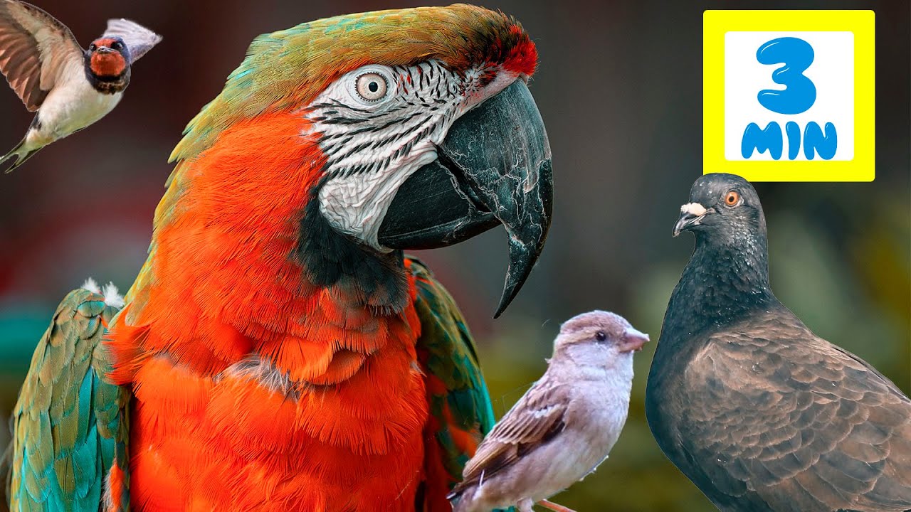 O som dos pássaros - papagaio, pardal, pombo, papagaios pequenos.belos ...