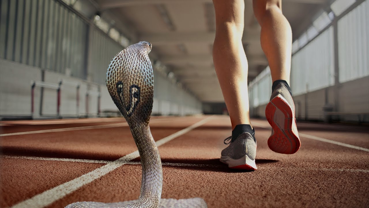 One Simple Step to Stop ANY Snake Chase - YouTube