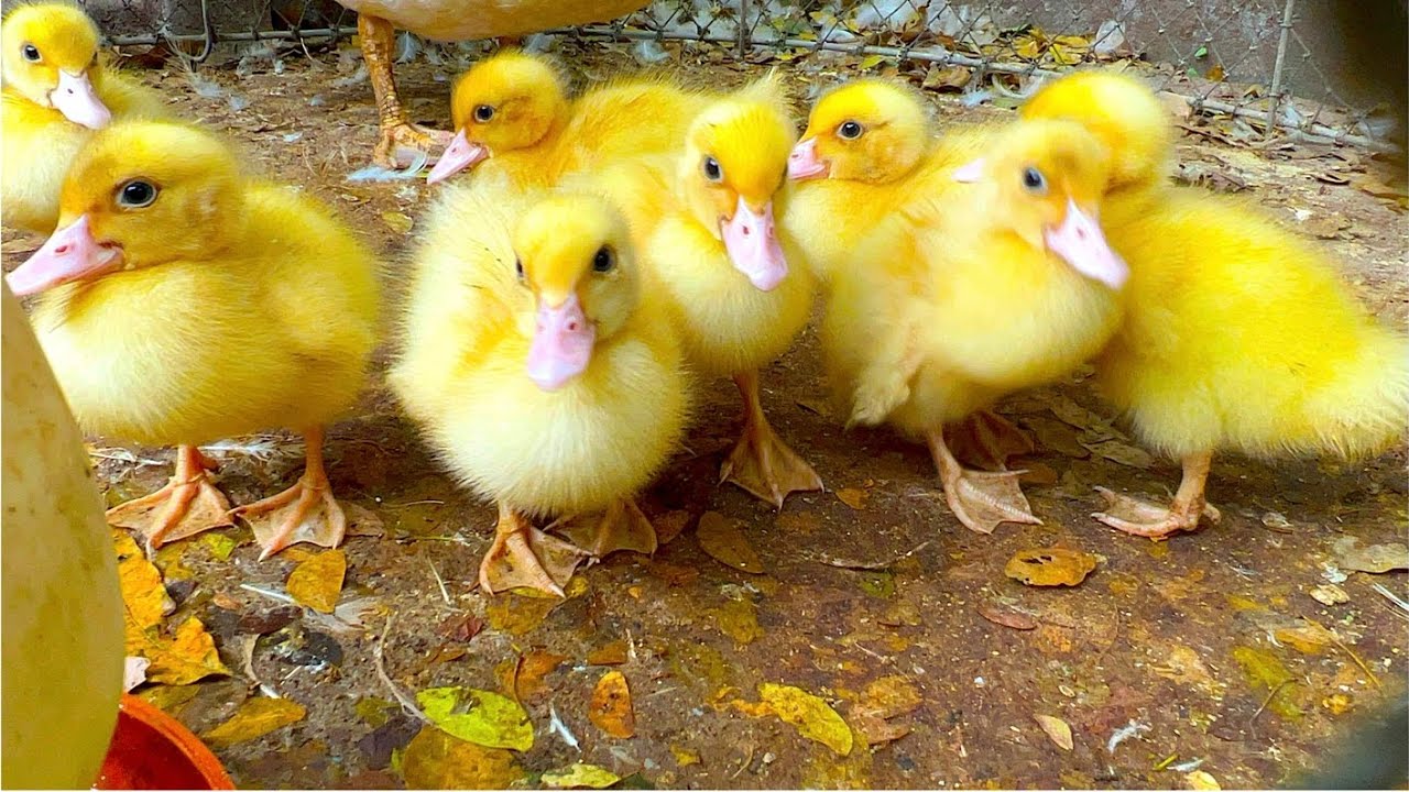 Mother and father duck with Baby dack eating - YouTube