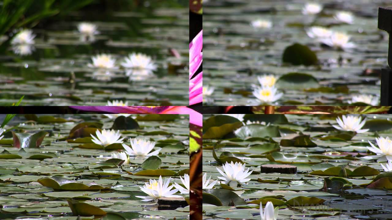 Lotus Flower and Music - YouTube