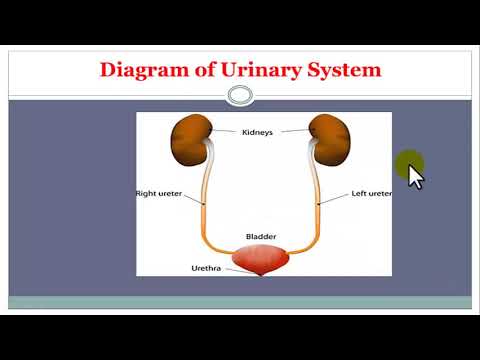 Grade 3 Basic Science- The Urinary System - YouTube