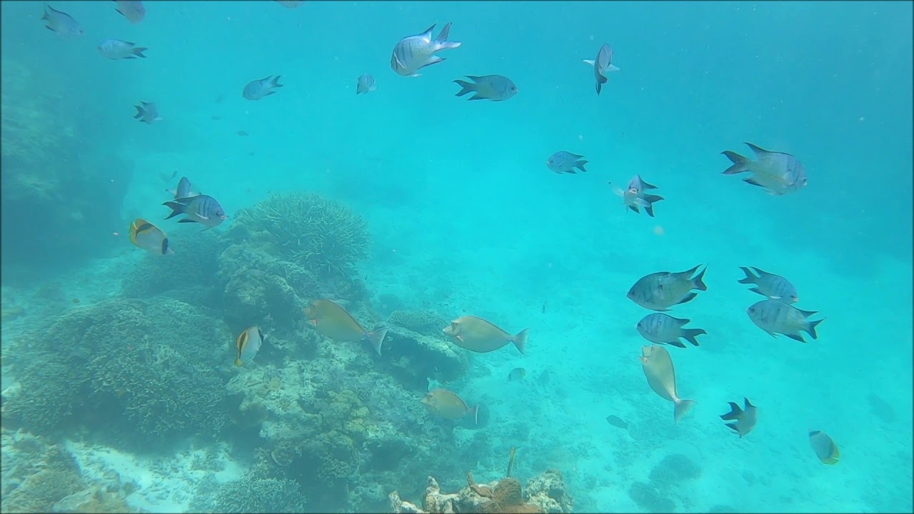 sharks & turtles of lady musgrave island - YouTube