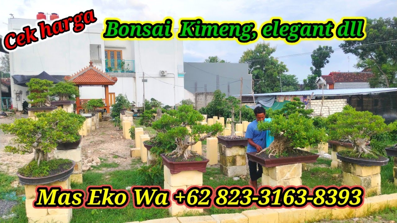 Cek harga bonsai fucus elegant, Komeng dll Mas Eko WA +62 823-3163-8393 ...