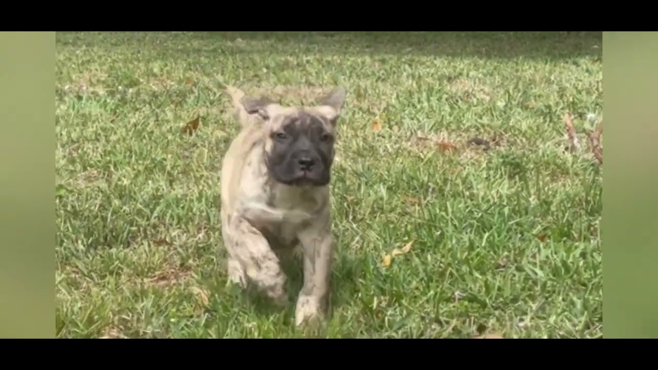 Baby Presas! - YouTube