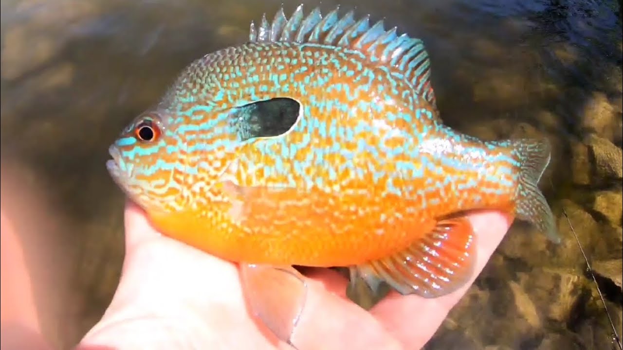 arguably one of the prettiest freshwater fish in North America- multi ...