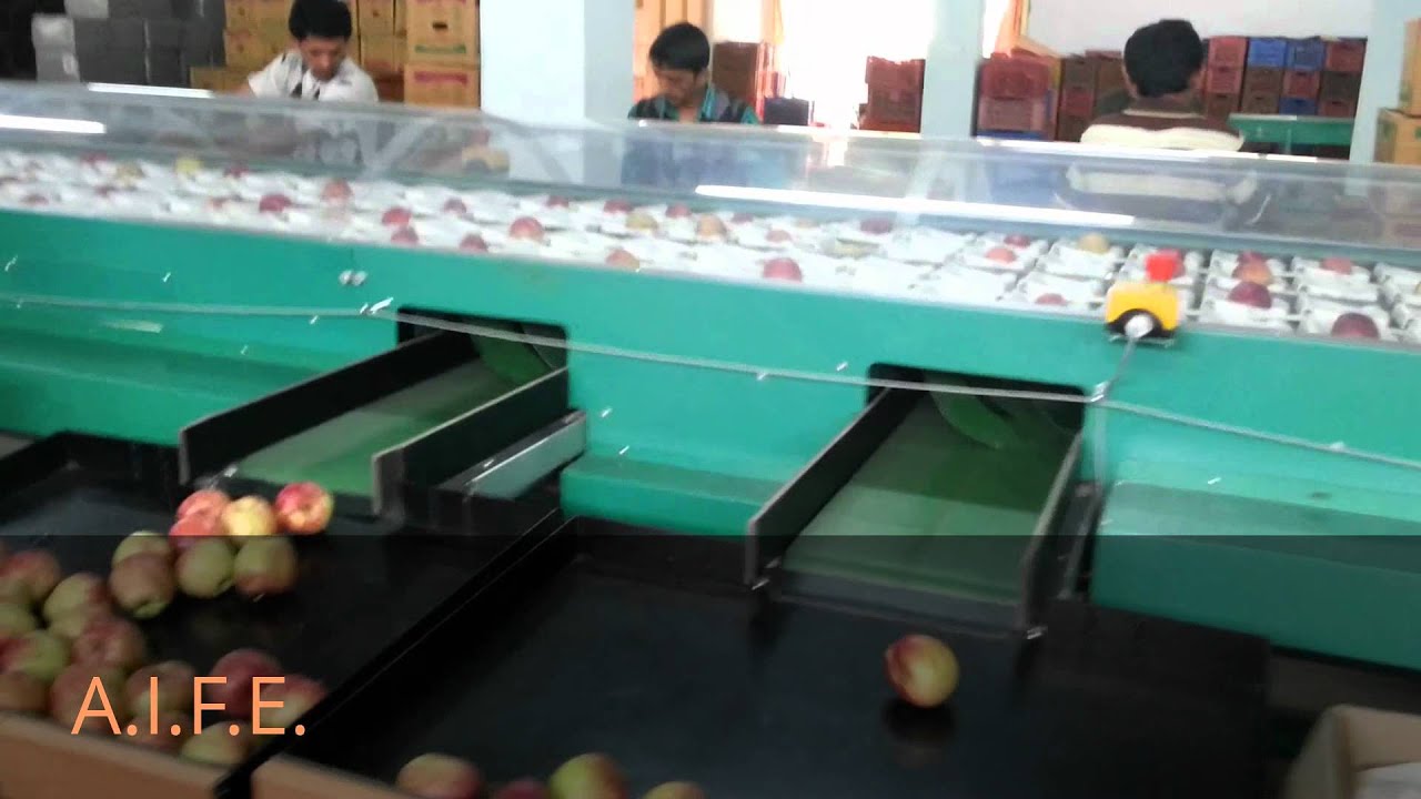 Apple Washing, Waxing and Colour Grading Line - YouTube