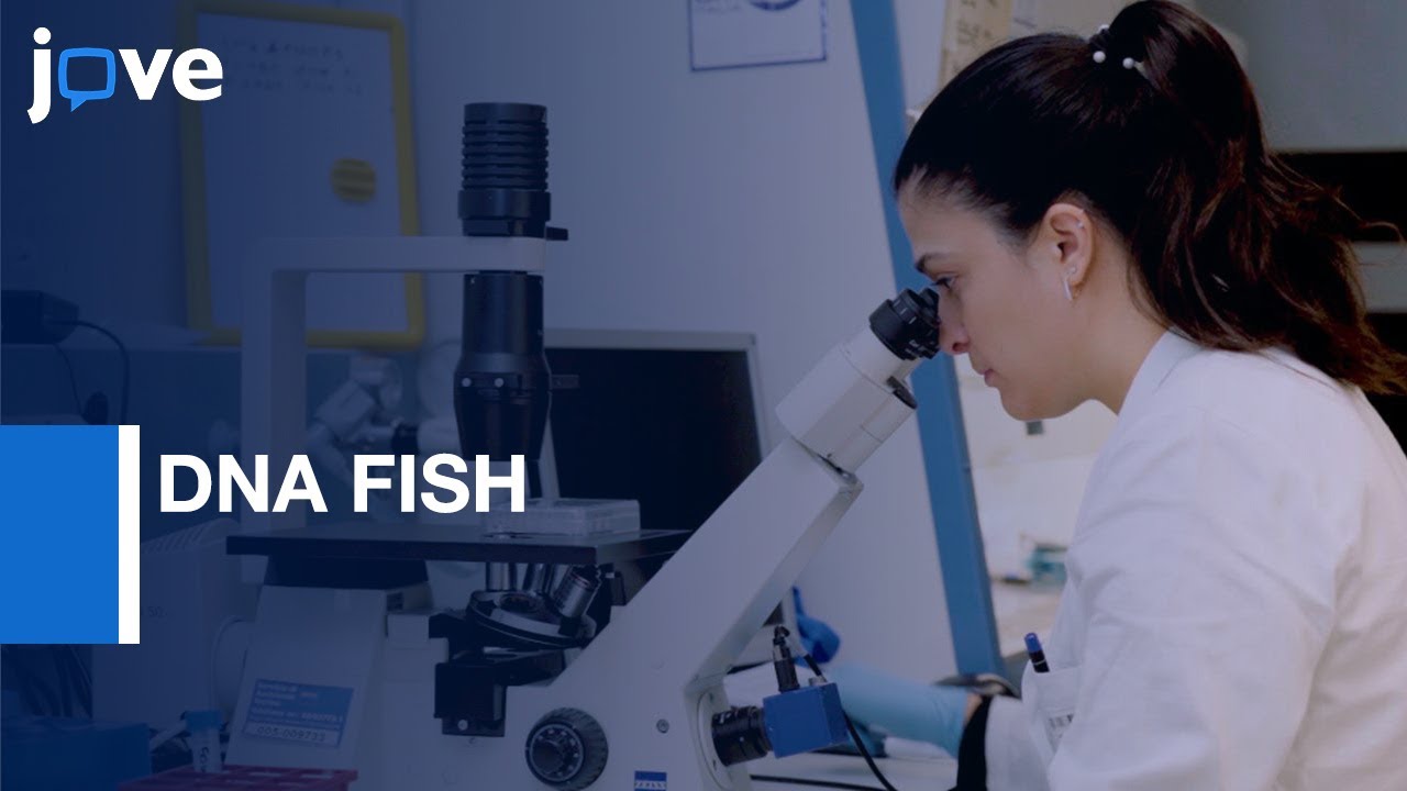 3D Multicolor DNA FISH Tool to Study Nuclear Architecture | Protocol ...