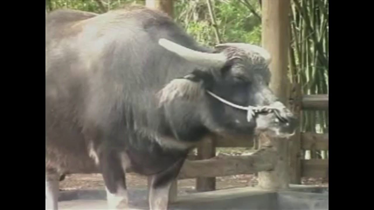 The Jungle Book Water Buffalo - YouTube
