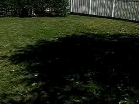 Hail Damage--Back Yard - YouTube